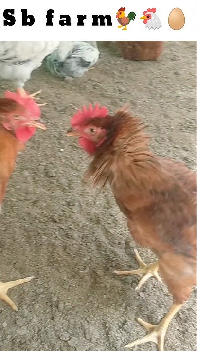 sb farm।#shorts video - YouTube