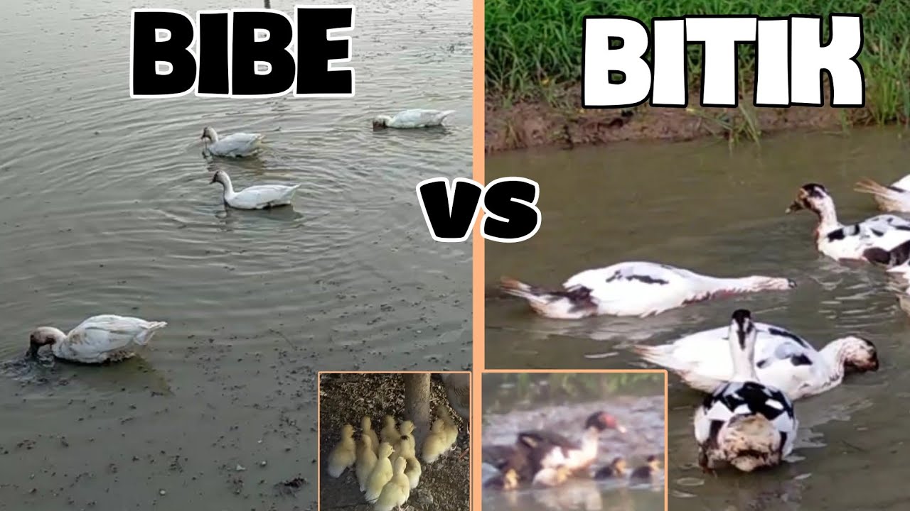 BITIK VS BIBE - YouTube