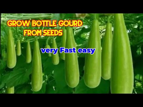 How to Grow Gourd at home, Super Easy Way | How to hand POLLINATE ...