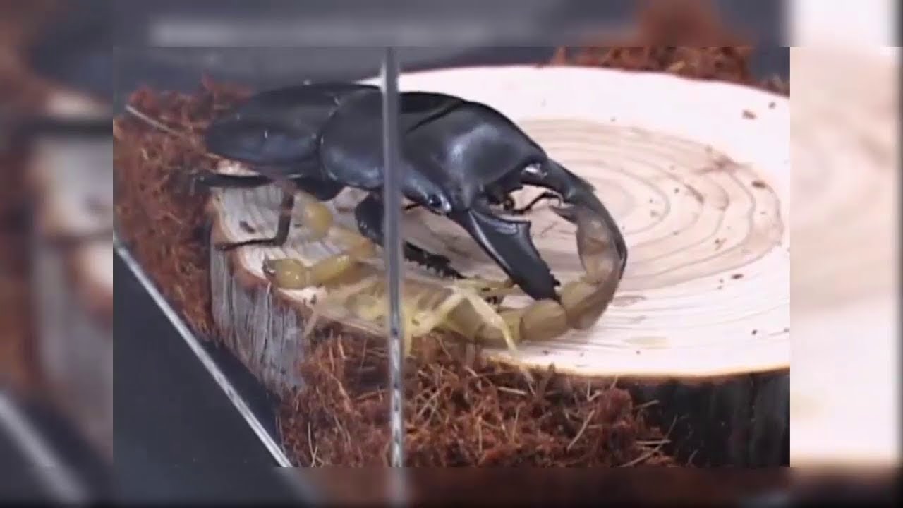 Kumbang Raksasa Sumatera vs Kalajengking Sahara - YouTube