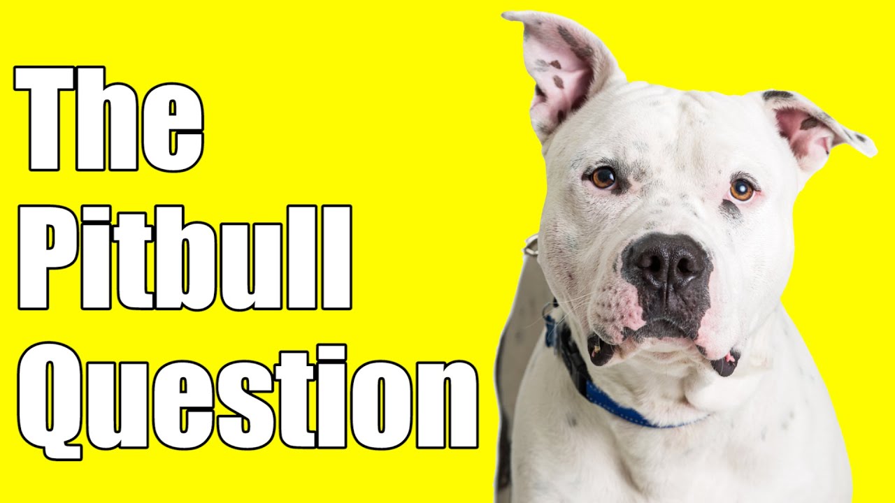 The Pitbull Question - YouTube