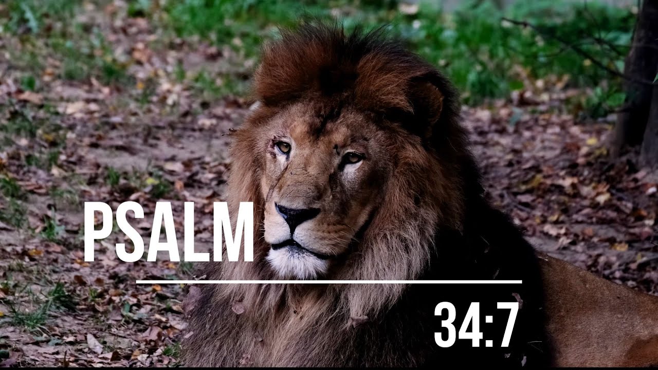 psalm 34:7 bible memory verse for kindergarten & primary SDA quarter 2 ...