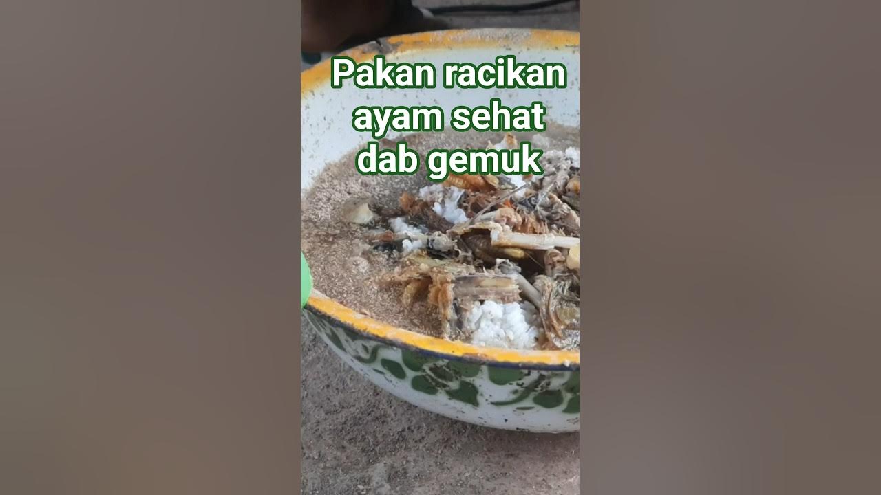 racikan pakan ayam sehat dan gemuk #ayamberkualitas #pakanayam #pakanterbaik #faktamenarik #fyp ...