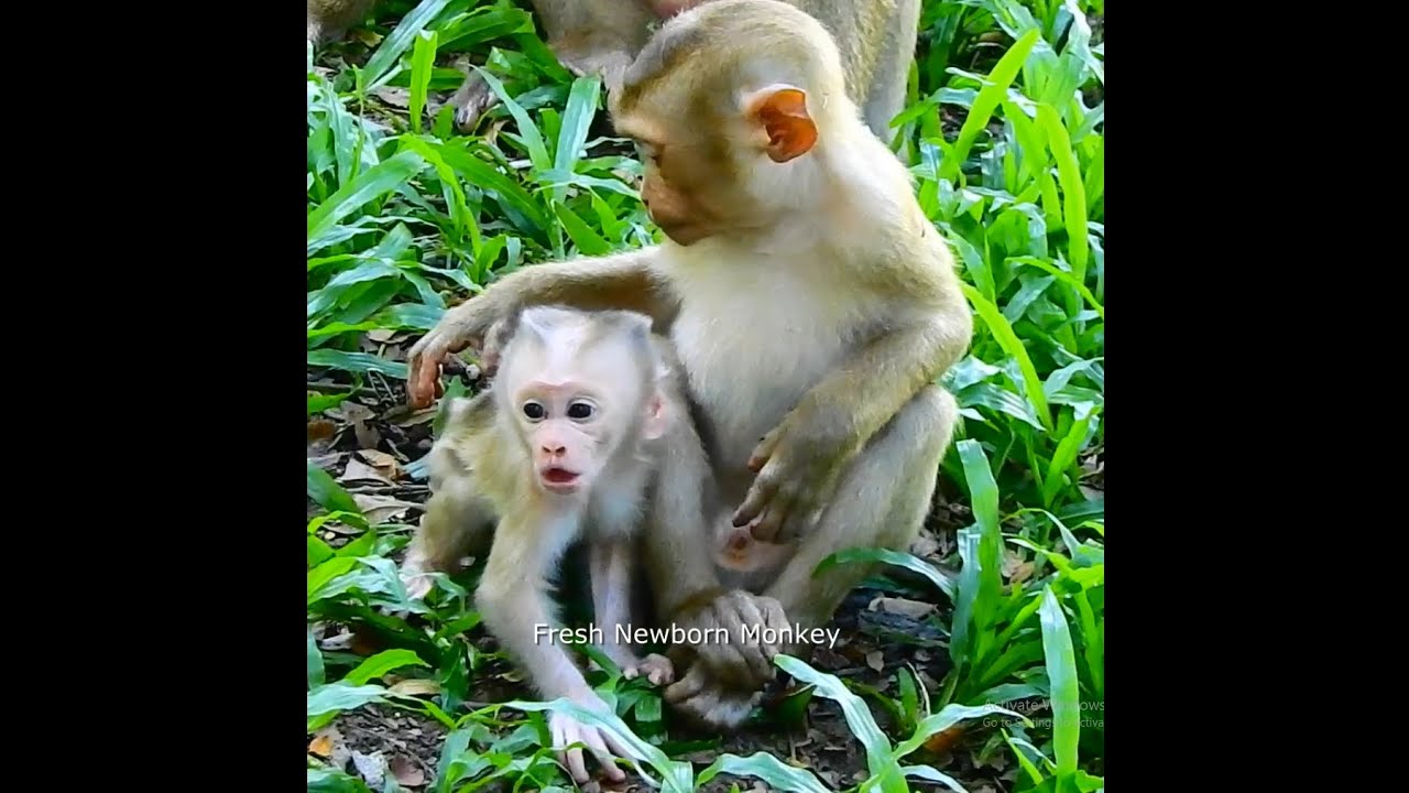 Daily update of monkey Rose and her newborn baby monkey - YouTube