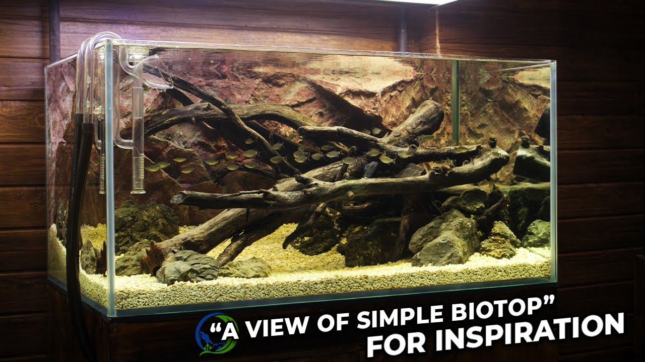 The Beauty of "SIMPLICITY" Biotop tank | Lets see a Red eye fish ...