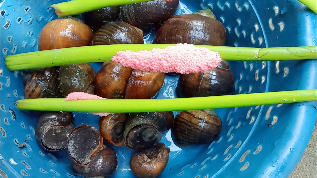 Berburu Siput ! Hunting Snails. mencari Siput Gondang teman teman. ini ...