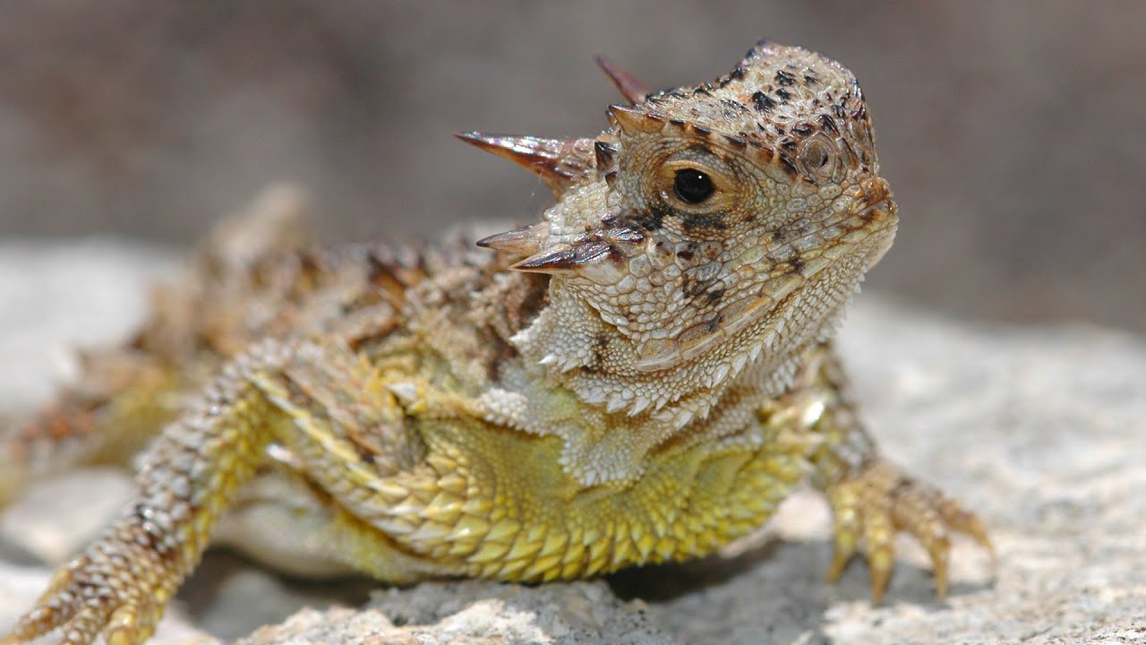 DESERT PREDATORS | Wildlife Surviving Extreme Weather | 4K - YouTube