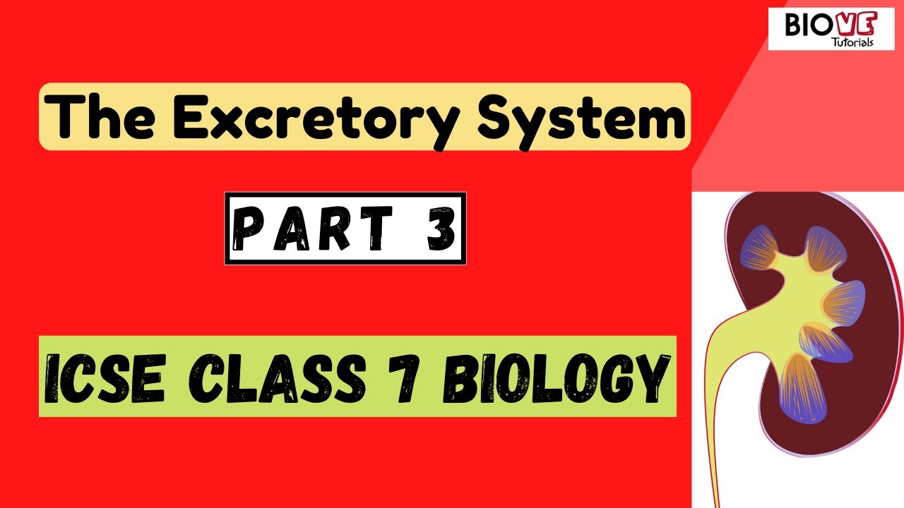 Excretory System | Part 3 | ICSE Class 7 Biology - YouTube