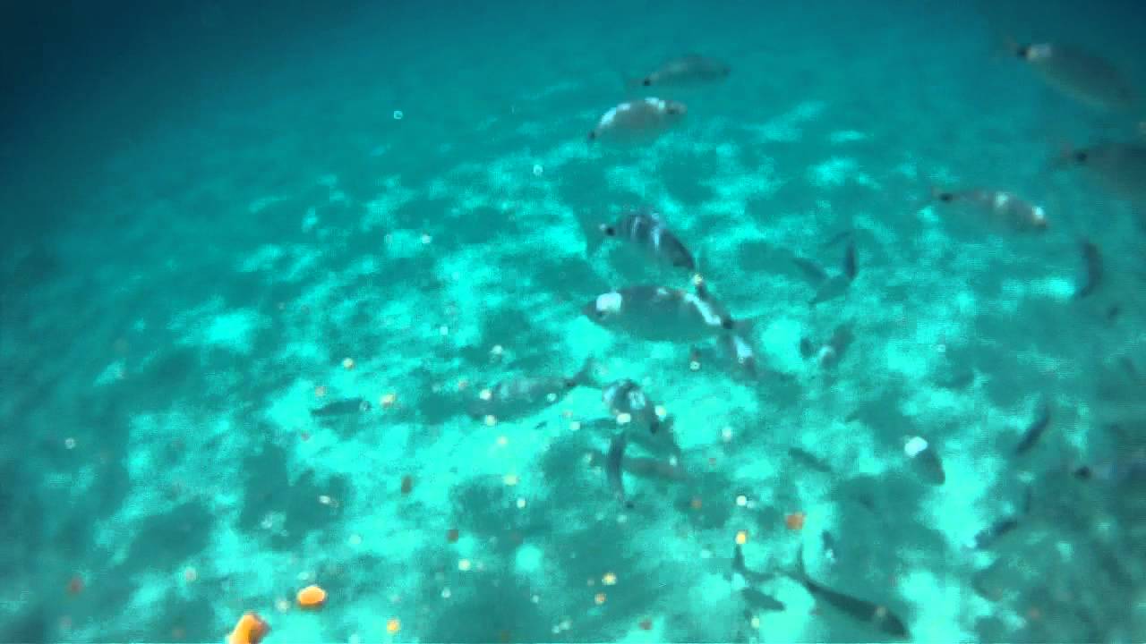Snorkeling Menorca :: Feeding Fish! - YouTube