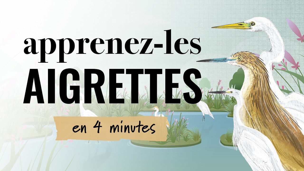 Identifiez les aigrettes | Apprenez-les tous #16 - YouTube