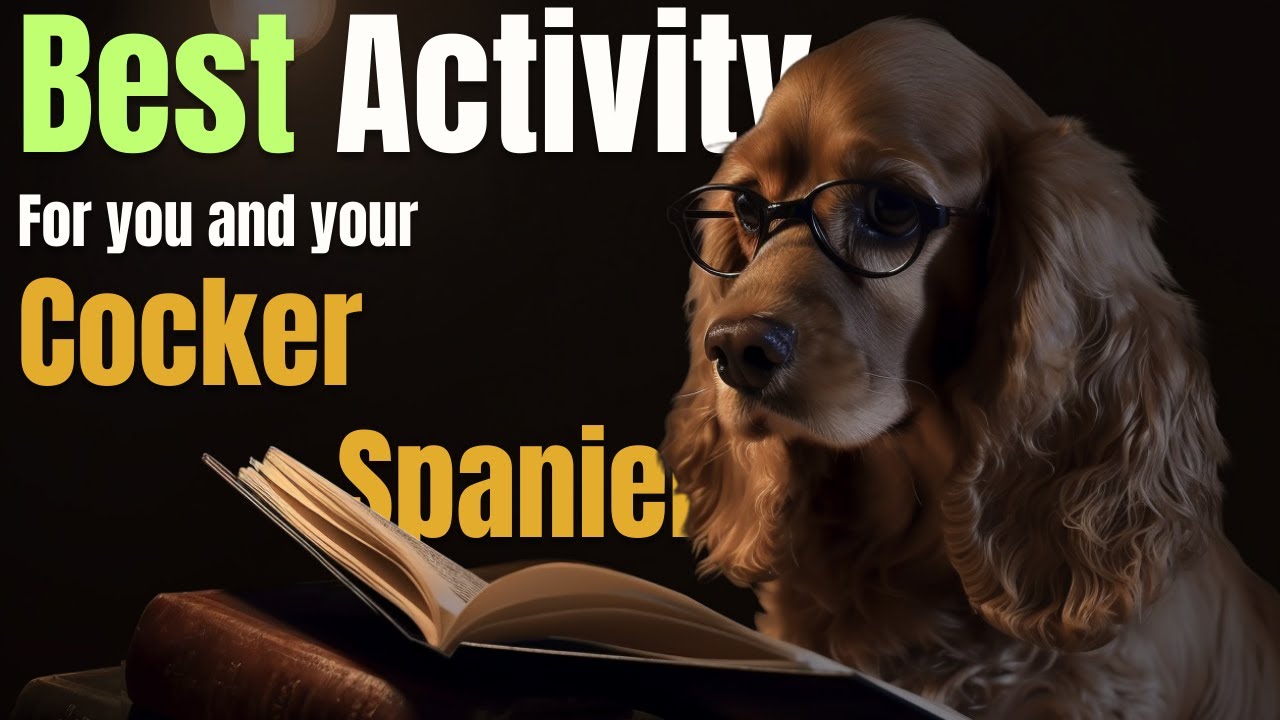 Another 8 AMAZING Fun Activities to do With Your English Cocker Spaniel ...