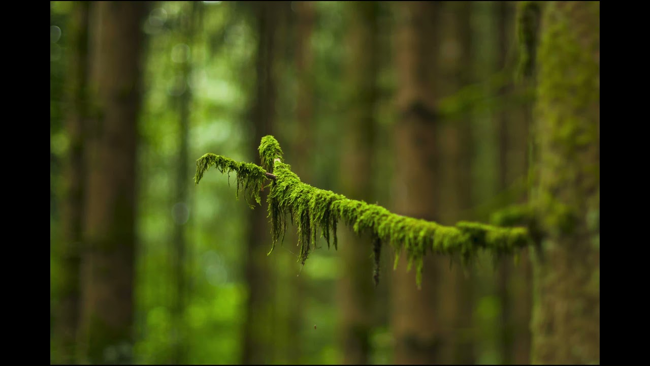 Rainforest Sounds For Sleeping 8 Hours Youtube