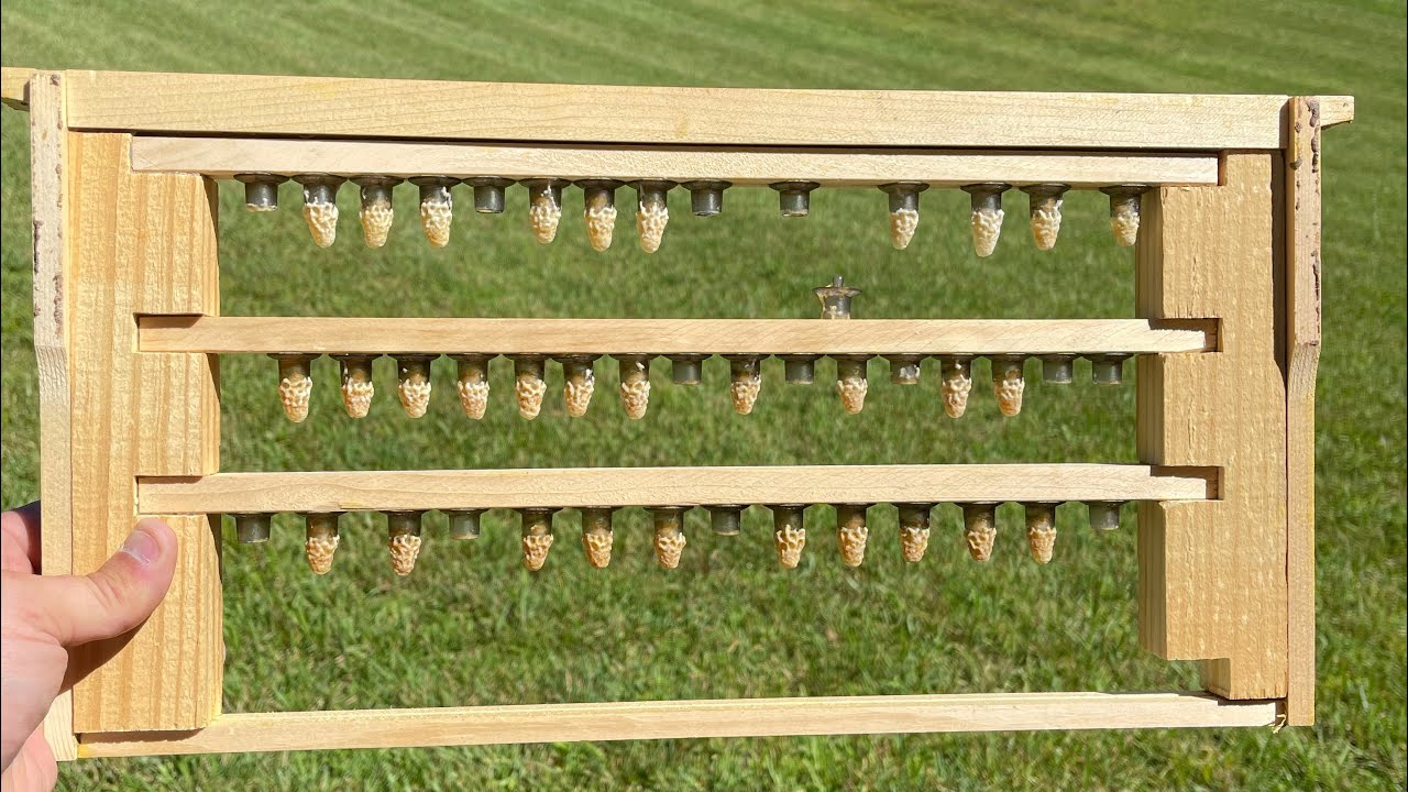 Retrieving Honeybee Queen Cell Grafts to be put into splits - YouTube