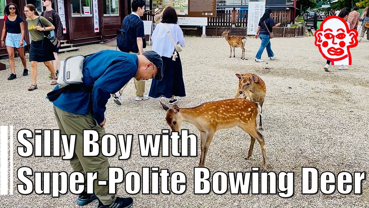 Silly Boy with Super-Polite Bowing Deer at Nara Park JAPAN #narapark # ...