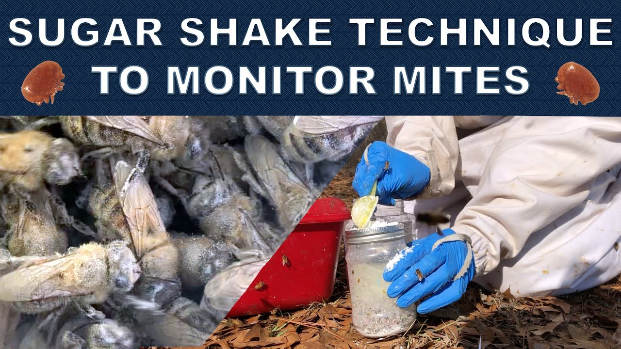 Demo 10: Varroa Monitoring - Sugar Shake Technique - YouTube
