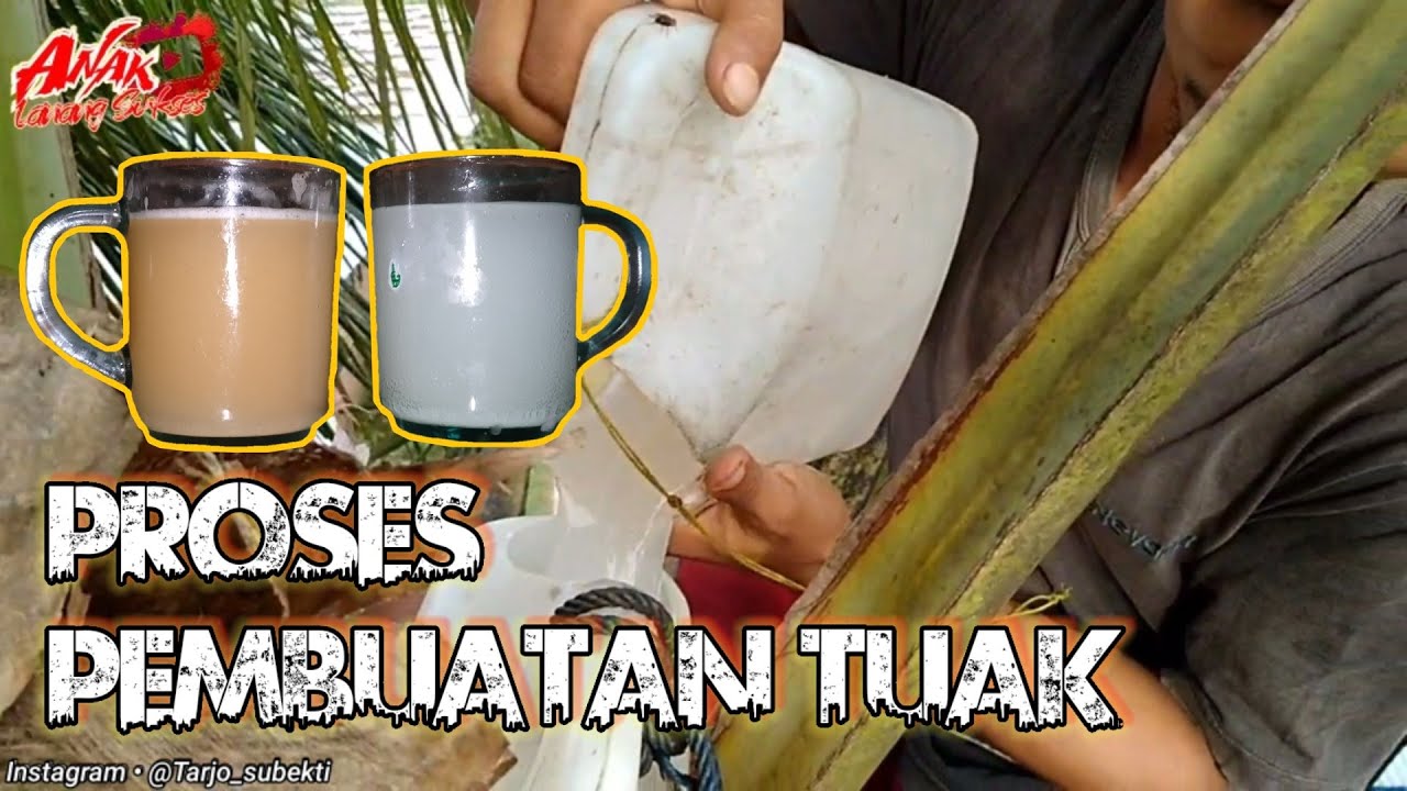 Proses Pembuatan Tuak Kelapa || eps 03 || #Musi_Rawas - YouTube