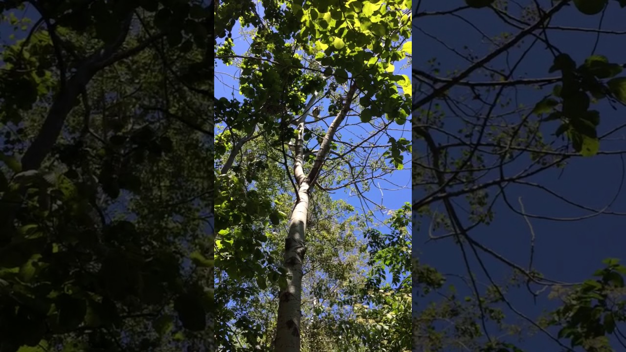 Black-crowned night heron sounds - YouTube
