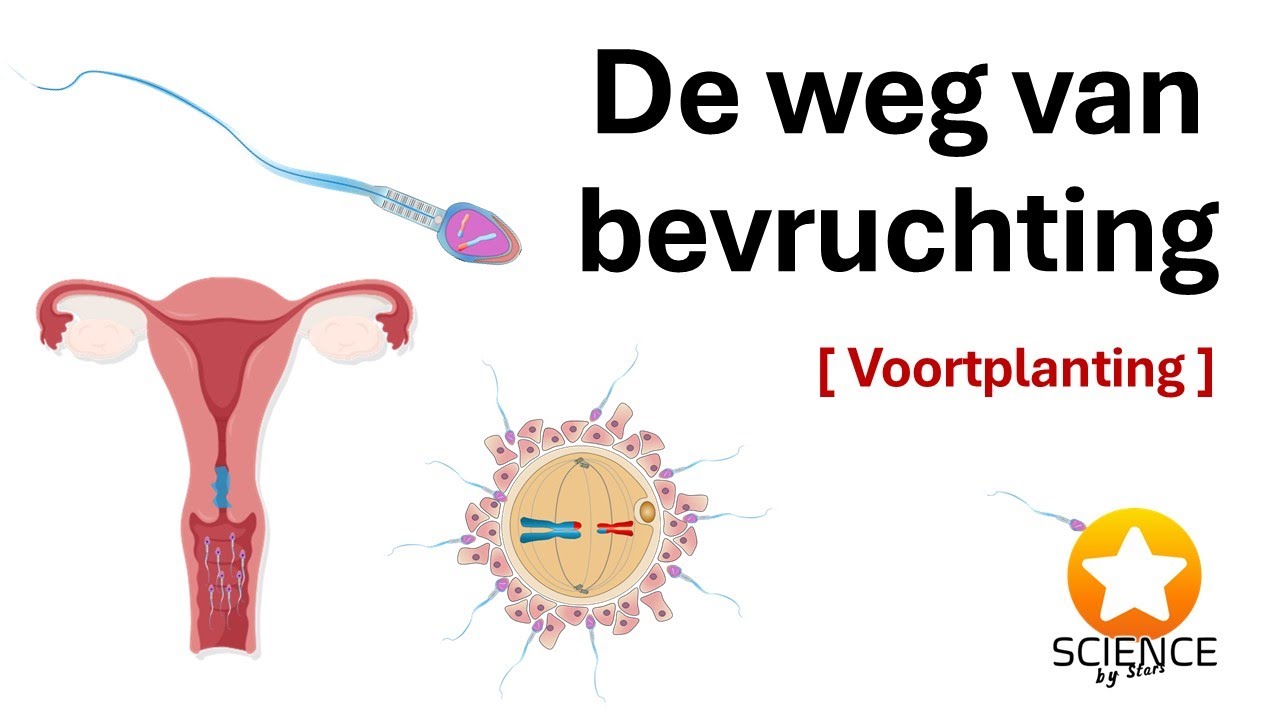 De weg van de bevruchting [ Voortplanting ] - YouTube