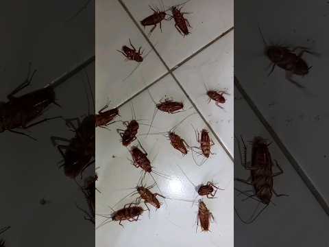 kecoa terbang #shorts #kecoa #ytshorts