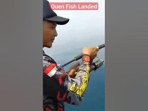 Joran Sampai Melengkung Mancing Ikan Talang Talang Queen Fish #MancingTalang #mancingmania - YouTube