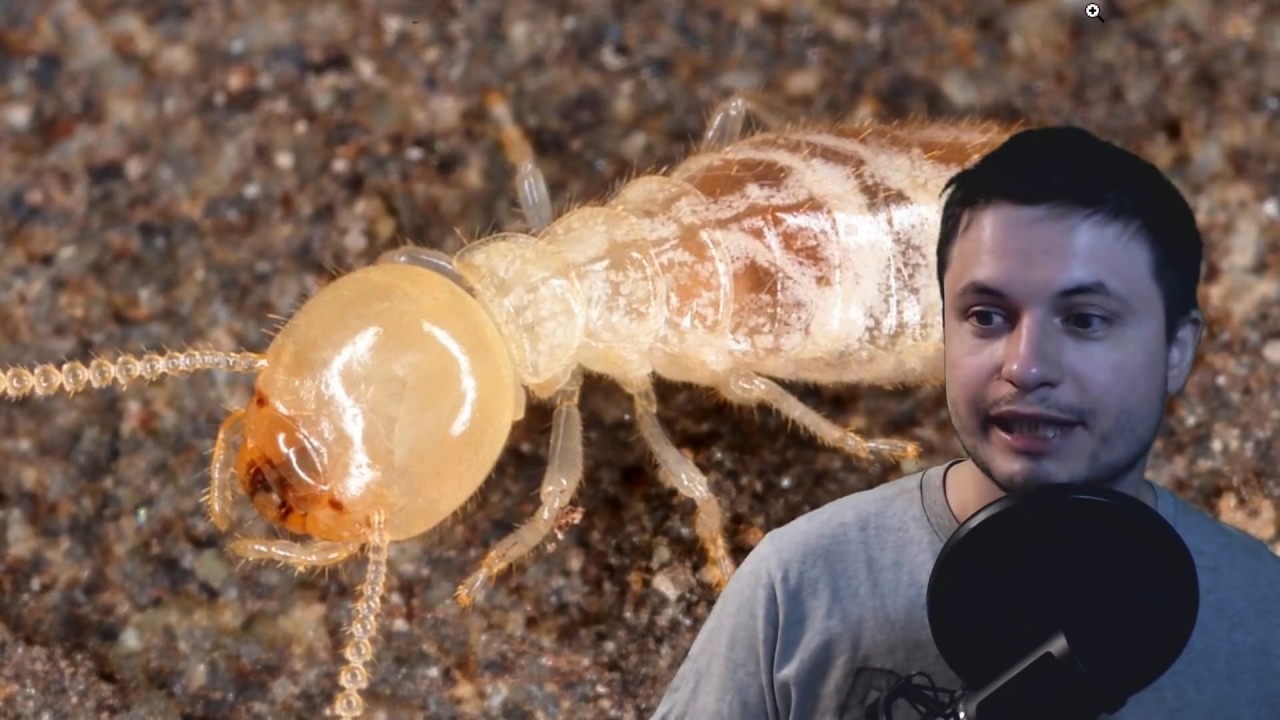 These Termites Built The Largest Structure on Earth - YouTube