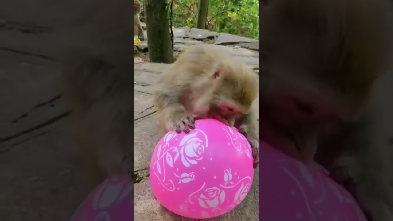 Funny monkeys moment 🤣🤣 - YouTube