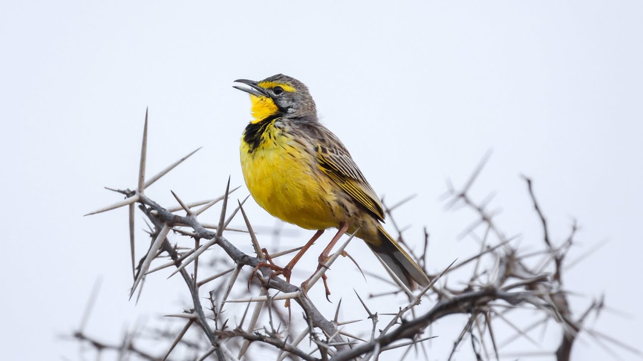 Enchanting Call of the Yellow-Throated Longclaw Bird | Kruger National ...