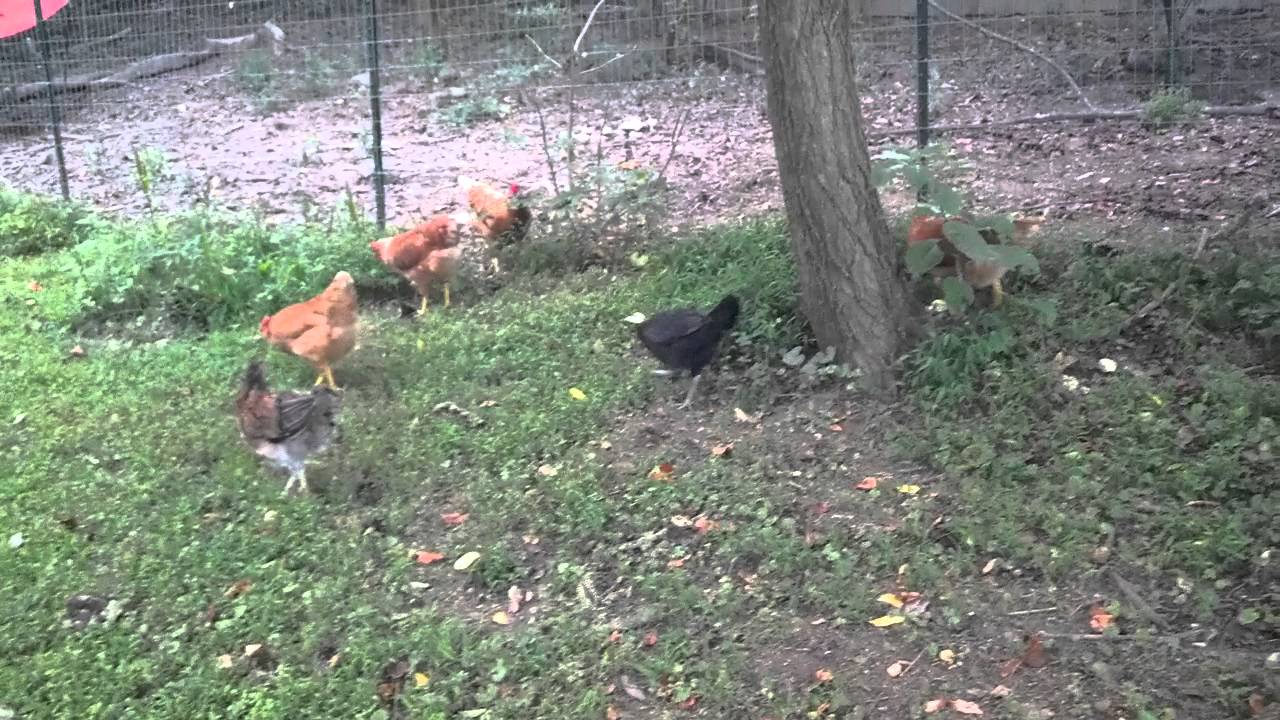 [Solution] Bullying Chicken (Farm Animals) - YouTube