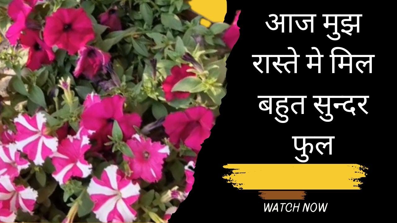 Aaj mujhe raste me mile sundar sundar flowers #youtube #flowers # ...