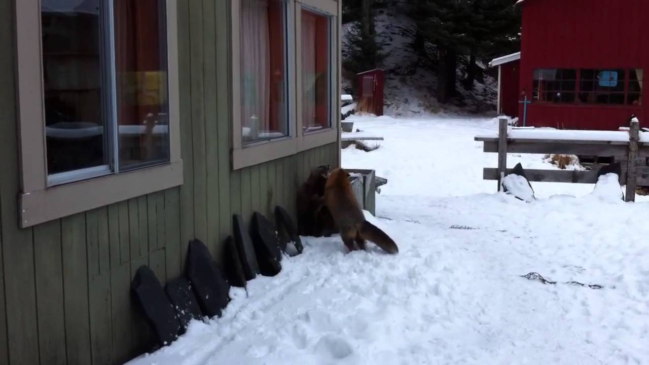 Alaska UFC front porch Fox fight! - YouTube