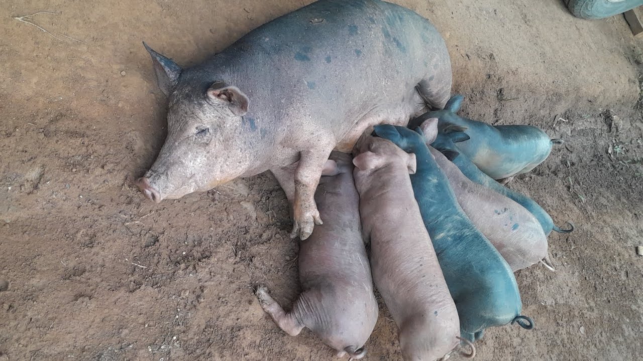 Porca dando de mamá para os porquinhos. - YouTube