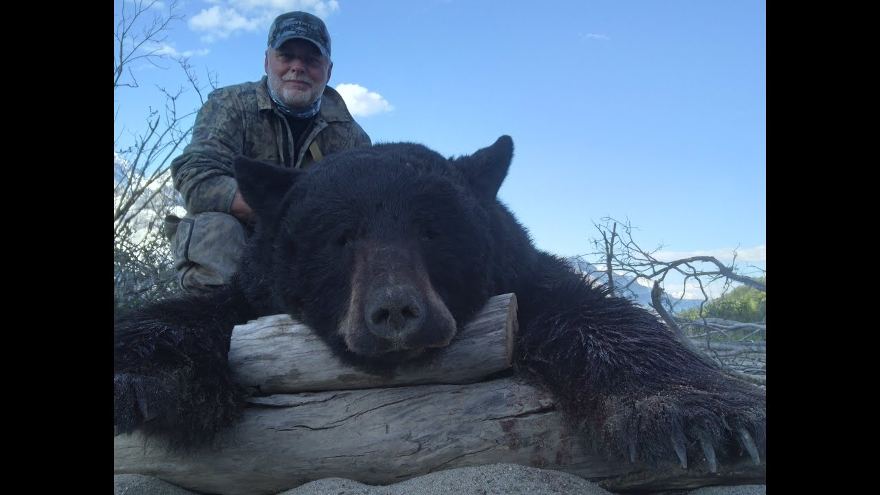 Huge Bold Bear Enters Camp Site, Gets Shot !! Kent Kaiser - YouTube