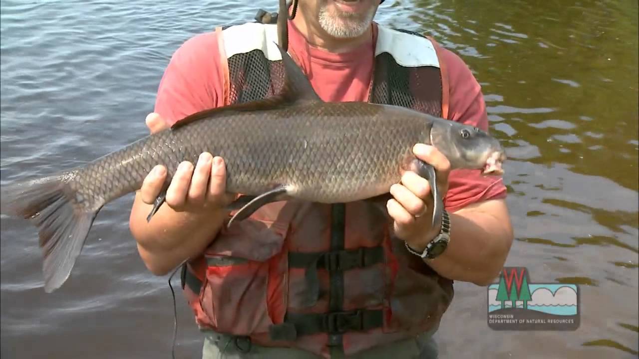 Blue sucker: a fascinating, little-known sentinel for river health ...