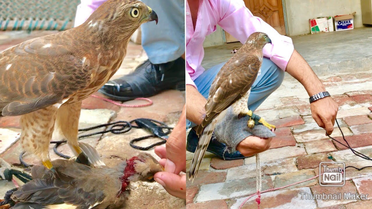 How to train new trapped shikra |eagle hunting falcon hunting |pakistan ...
