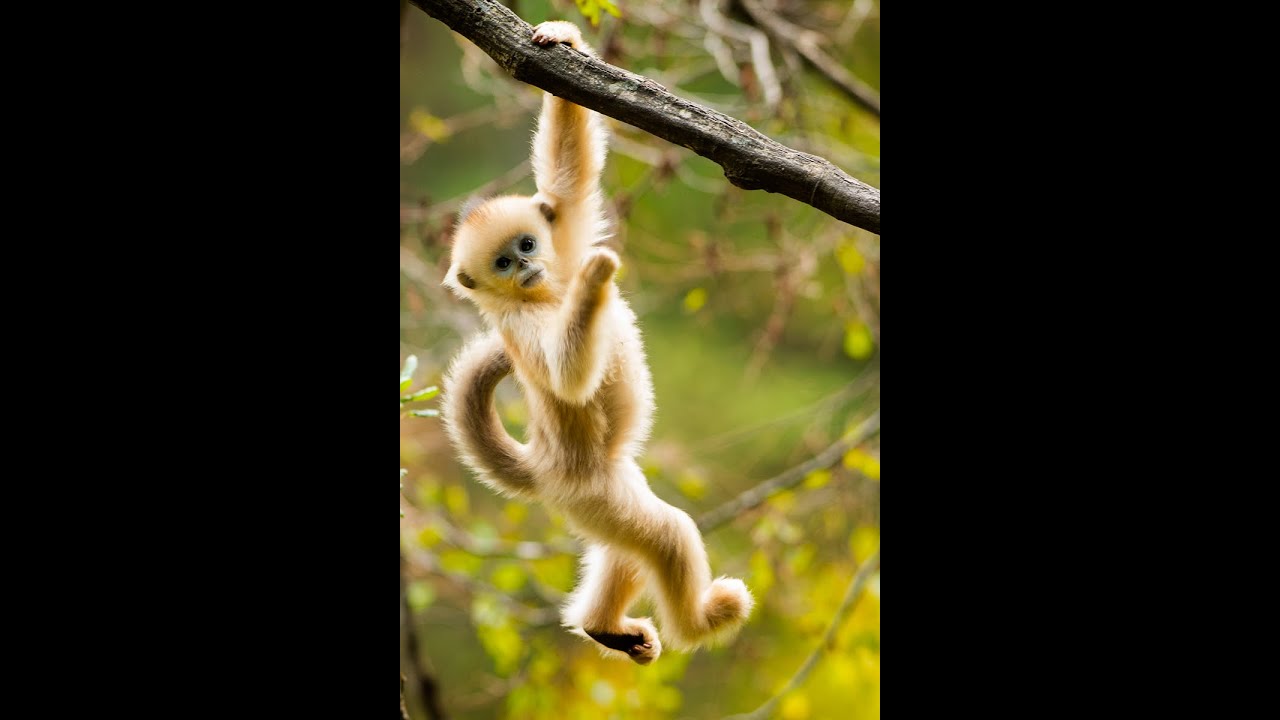 The growth of a baby golden monkey - YouTube
