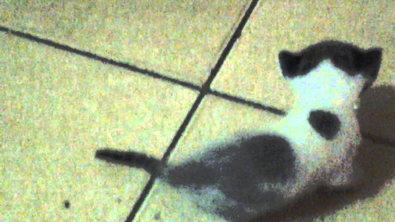 Gatos recém nascidos dando seus primeiros passos - YouTube