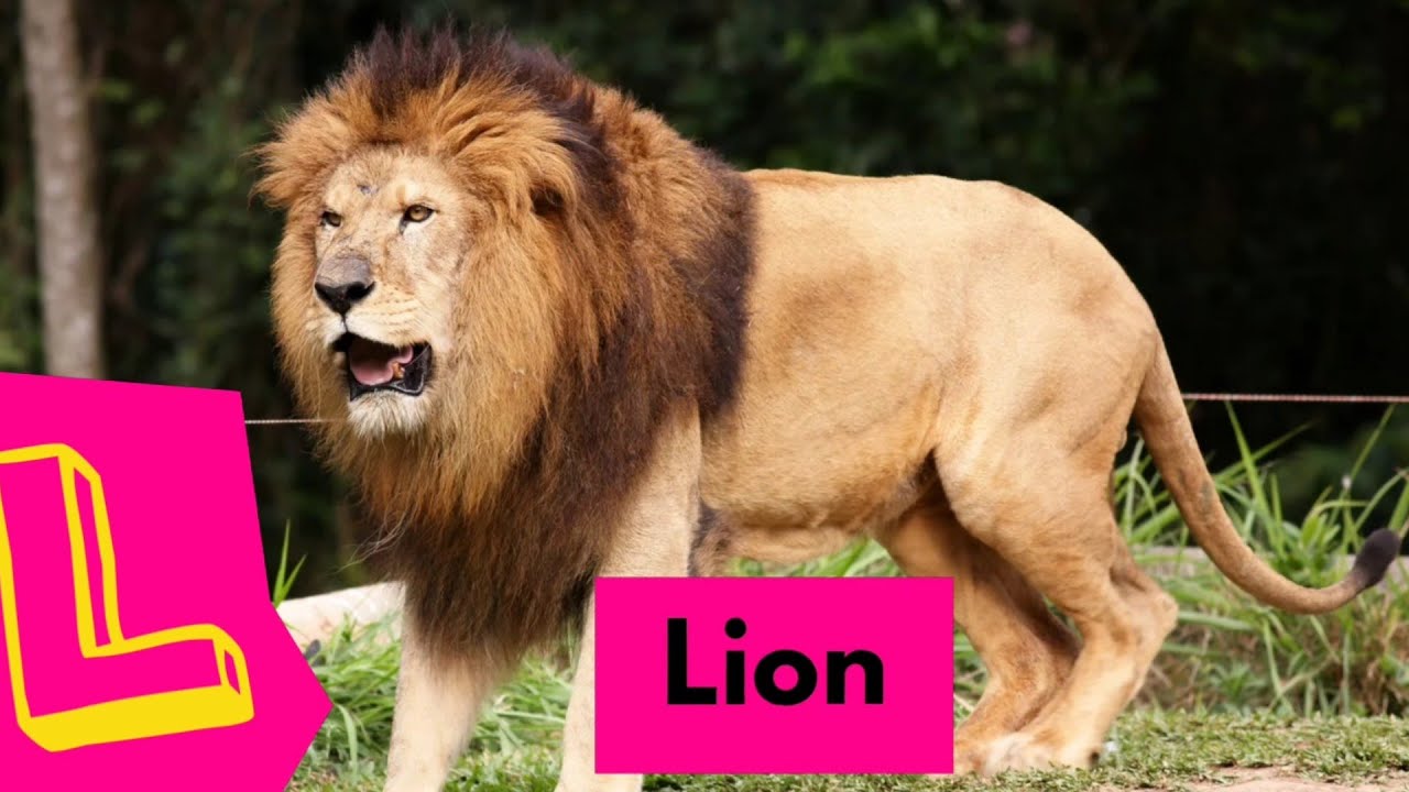 Wildlife ABCs| Animals Sounds|Learn Alphabet With Wild Animals And Real ...