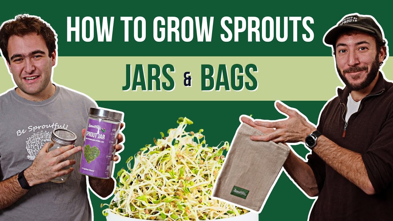 How to Grow Your Own Sprouts at Home (for Beginners) - YouTube