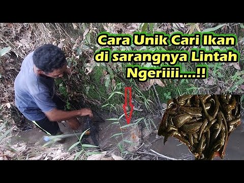 Cara Unik Menangkap Ikan Dengan Sarokan Disarang Lintah | Panen ikan ...
