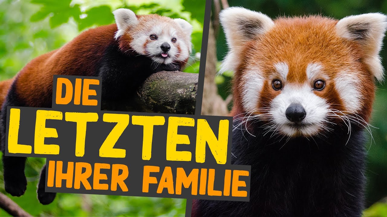 5 Fakten über: Kleine Pandas - YouTube