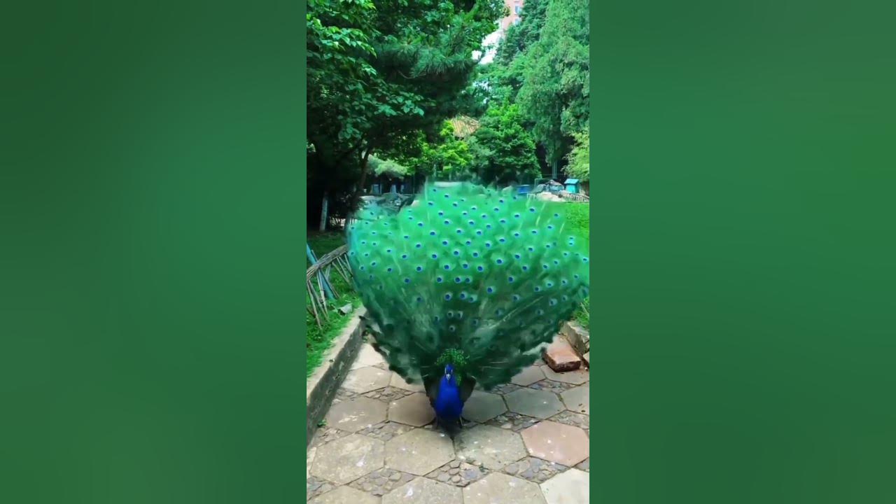 Красота😍 птицы эстетика Европа животные лучшеевидео природа