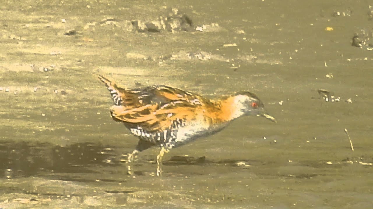 Marsh Crake at St Ann's Lagoon 12 03 2016 - YouTube