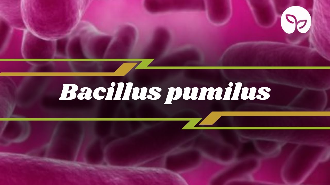 CONTROLE BIOLÓGICO / Conheça o Bacillus pumilus. - YouTube