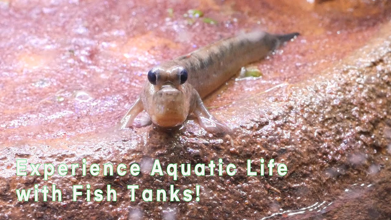 Journey to Miniature Dinosaur World with Fish Tank Adventures! - YouTube
