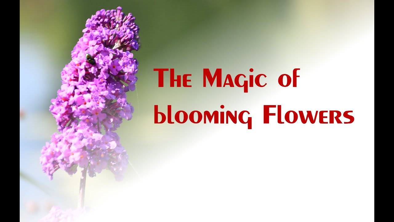 The Magic of blooming Flowers - Let yourself be fascinated by these ...
