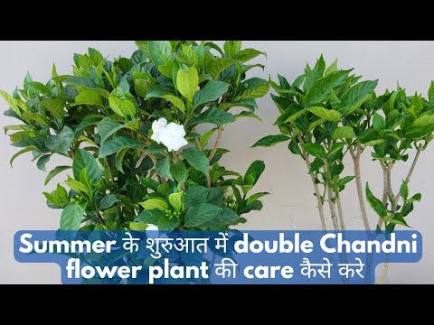 Double Chandni में 100% Bloom कैसे पाएं? - YouTube