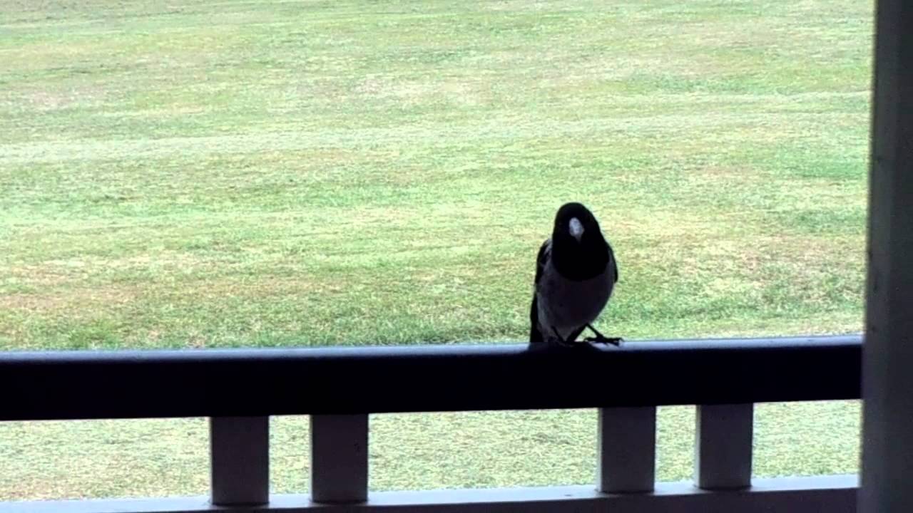 Butcher Bird Singing - YouTube