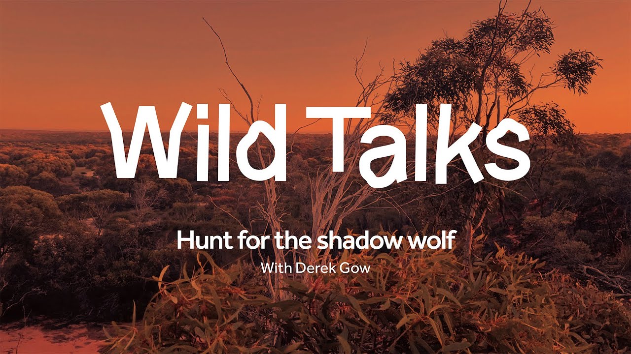 Wild Talks | Hunt for the Shadow Wolf with Derek Gow | Manchester Museum - YouTube
