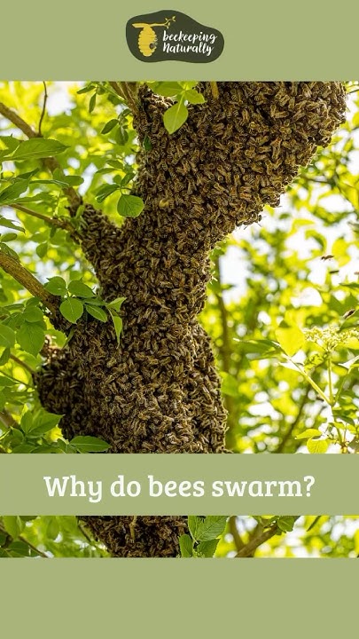 Why do bees swarm? #bees #beekeeping #honeybees #savethebees - YouTube