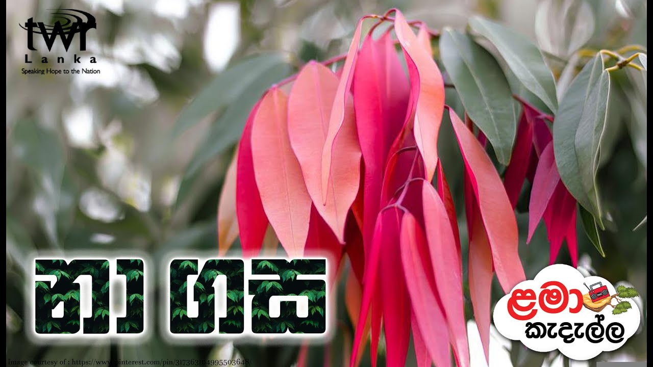 ළමා කැදැල්ල 012 - නා ගස l Lama Kadalla - Iron Wood Tree (Naa Tree ...